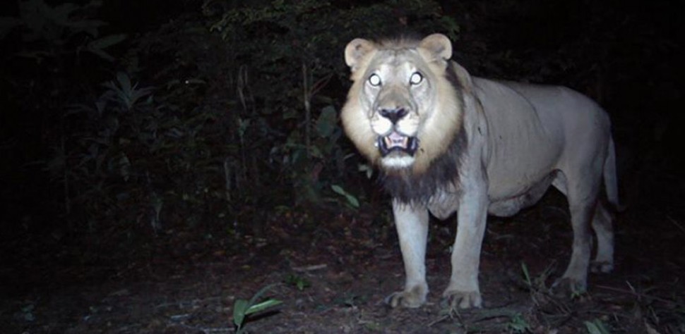 Gabon : le roi de la jungle est de retour – Actualités de la Faune ...