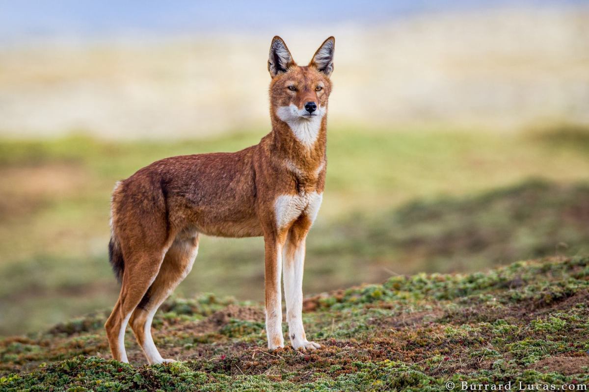 Une fin de loup… – Actualités de la Faune Sauvage Africaine (AFSA)