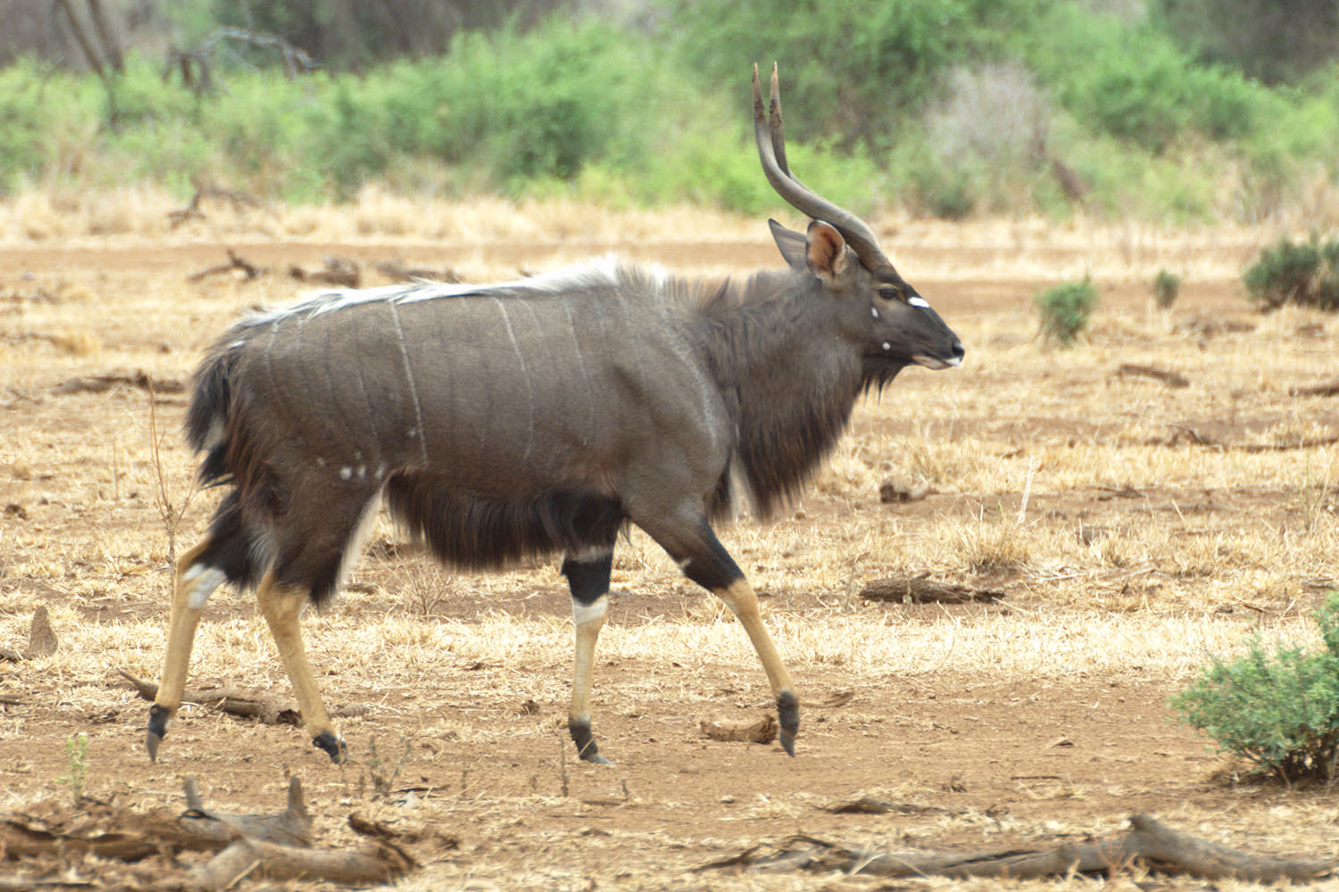 Rare observation d’un nyala transgenre – Actualités de la Faune Sauvage ...