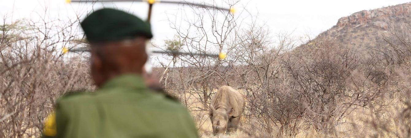 Seul dans Sera conservancy – Actualités de la Faune Sauvage Africaine ...