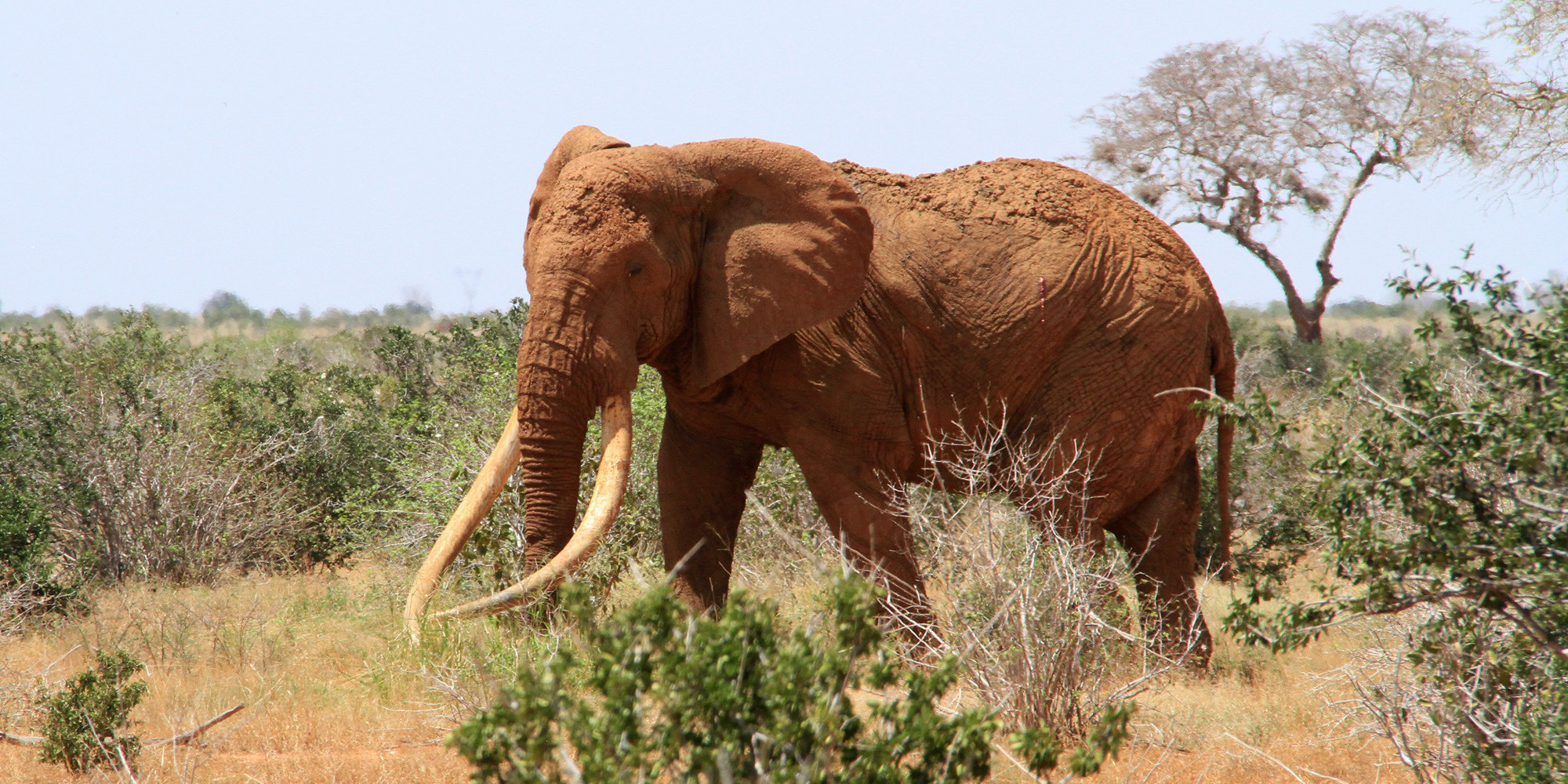Tsavo perd un second Satao – Actualités de la Faune Sauvage Africaine ...