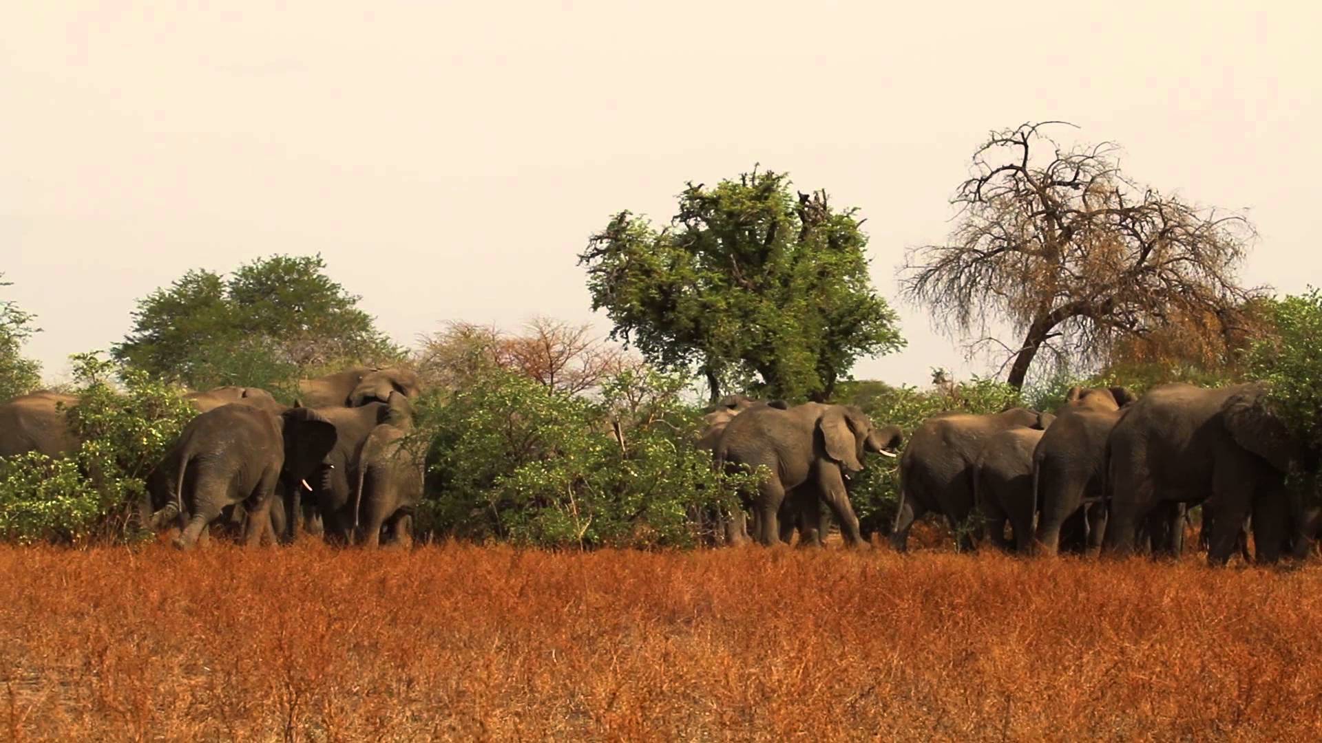 Stéphanie Vergniault et les derniers éléphants de la Chari River ...
