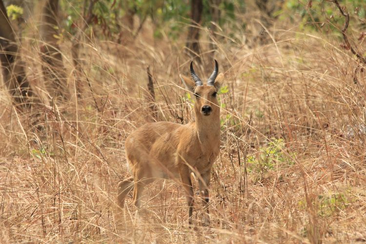 Une histoire de Cobe – Actualités de la Faune Sauvage Africaine (AFSA)