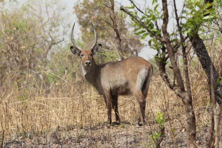 Une histoire de Cobe – Actualités de la Faune Sauvage Africaine (AFSA)