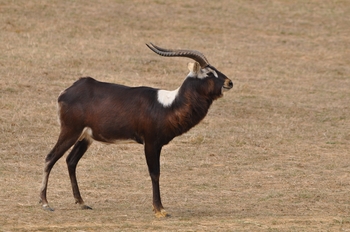 Une histoire de Cobe – Actualités de la Faune Sauvage Africaine (AFSA)