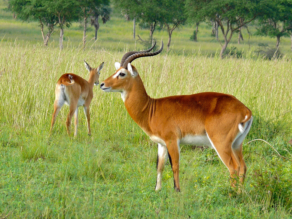 Une histoire de Cobe – Actualités de la Faune Sauvage Africaine (AFSA)