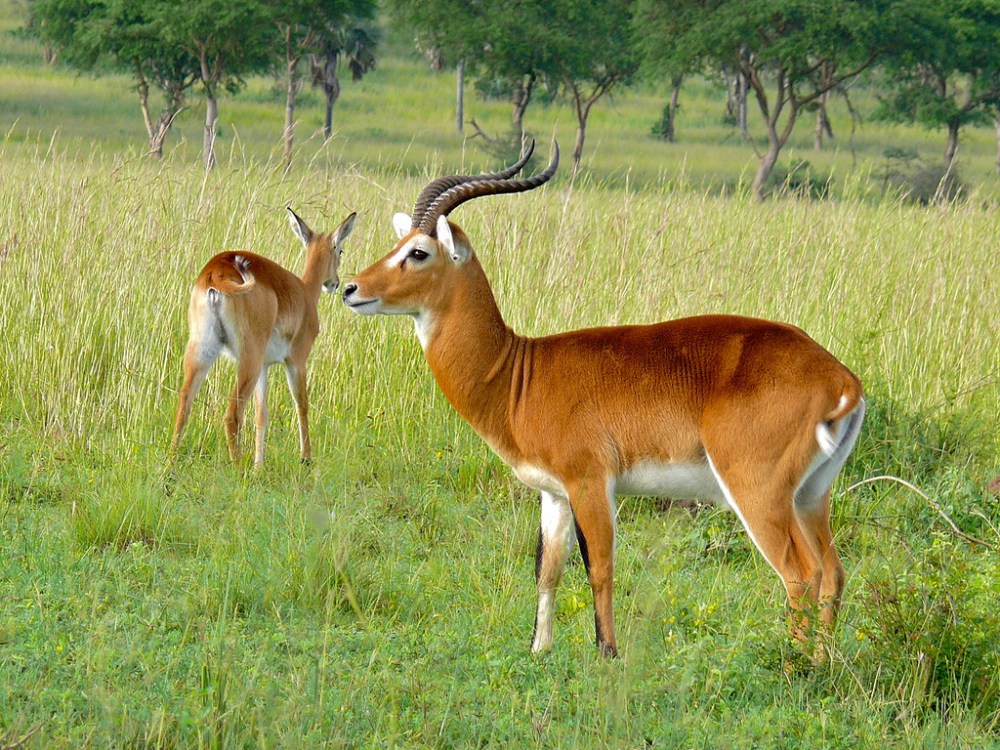 Une histoire de Cobe – Actualités de la Faune Sauvage Africaine (AFSA)