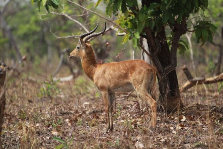 Une histoire de Cobe – Actualités de la Faune Sauvage Africaine (AFSA)