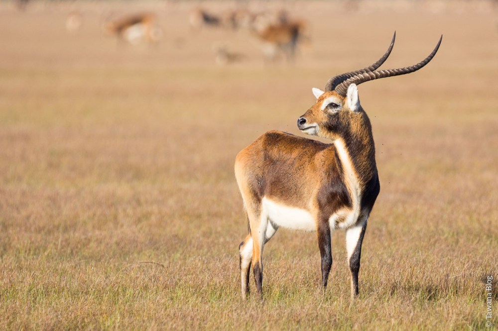 Une histoire de Cobe – Actualités de la Faune Sauvage Africaine (AFSA)