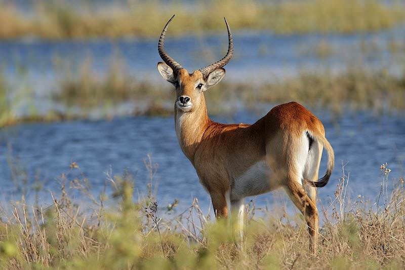 Une histoire de Cobe – Actualités de la Faune Sauvage Africaine (AFSA)
