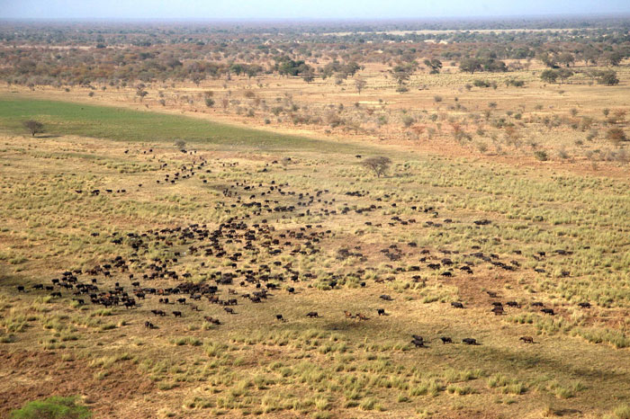 Tchad : Back In Black – Actualités de la Faune Sauvage Africaine (AFSA)